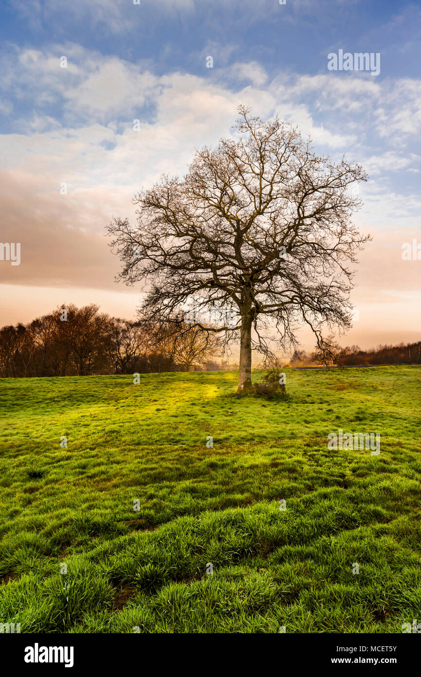 Beautiful sunrise behind the tree - natural scenery Stock Photo - Alamy