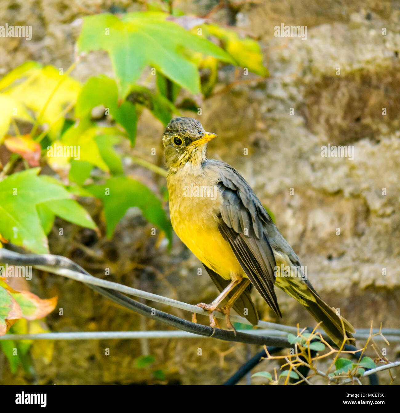 Austral thrush, Turdus falcklandii magellanicus, Magellan thrush, in a ...