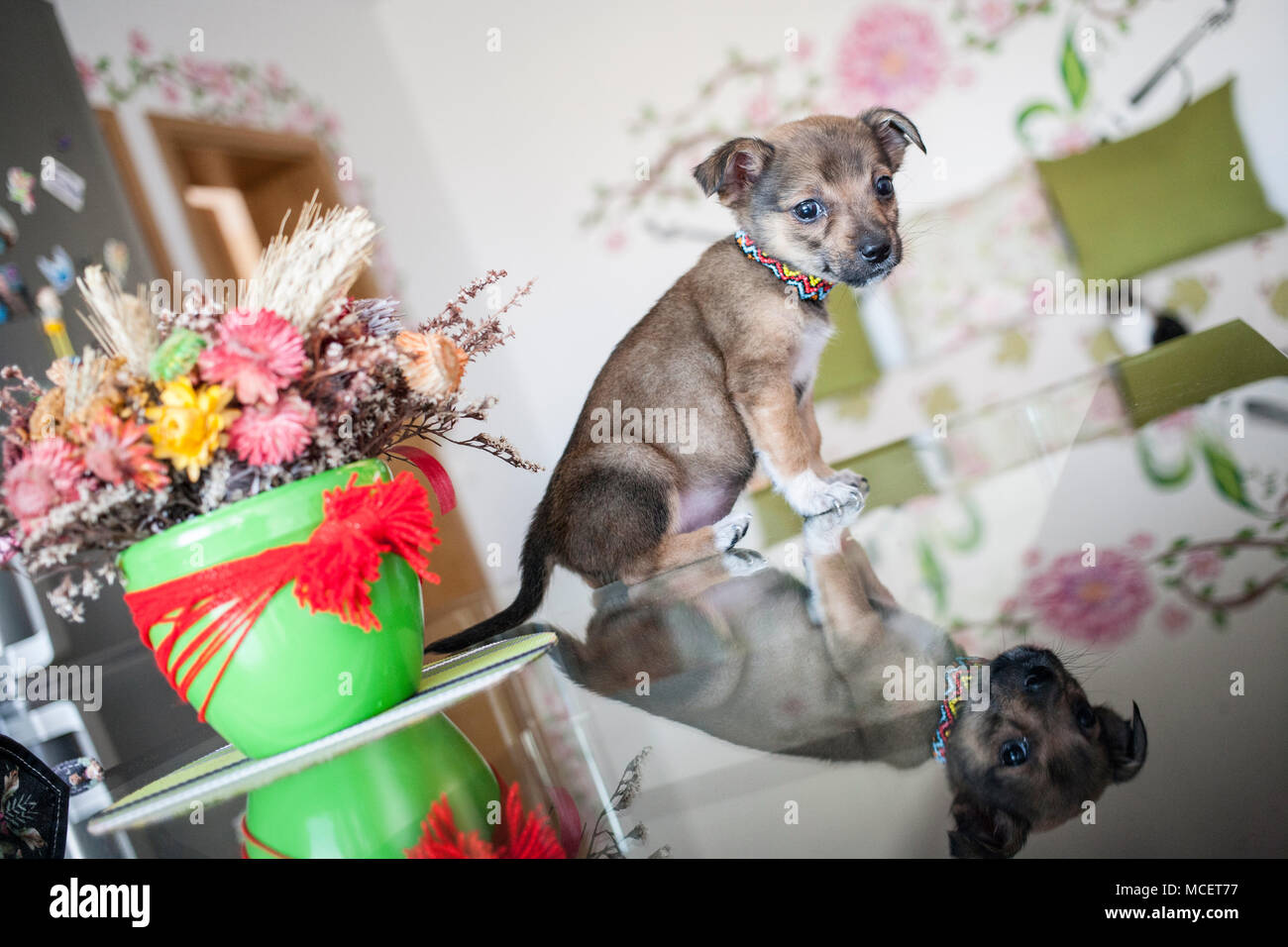 Cute maroon puppy Stock Photo - Alamy
