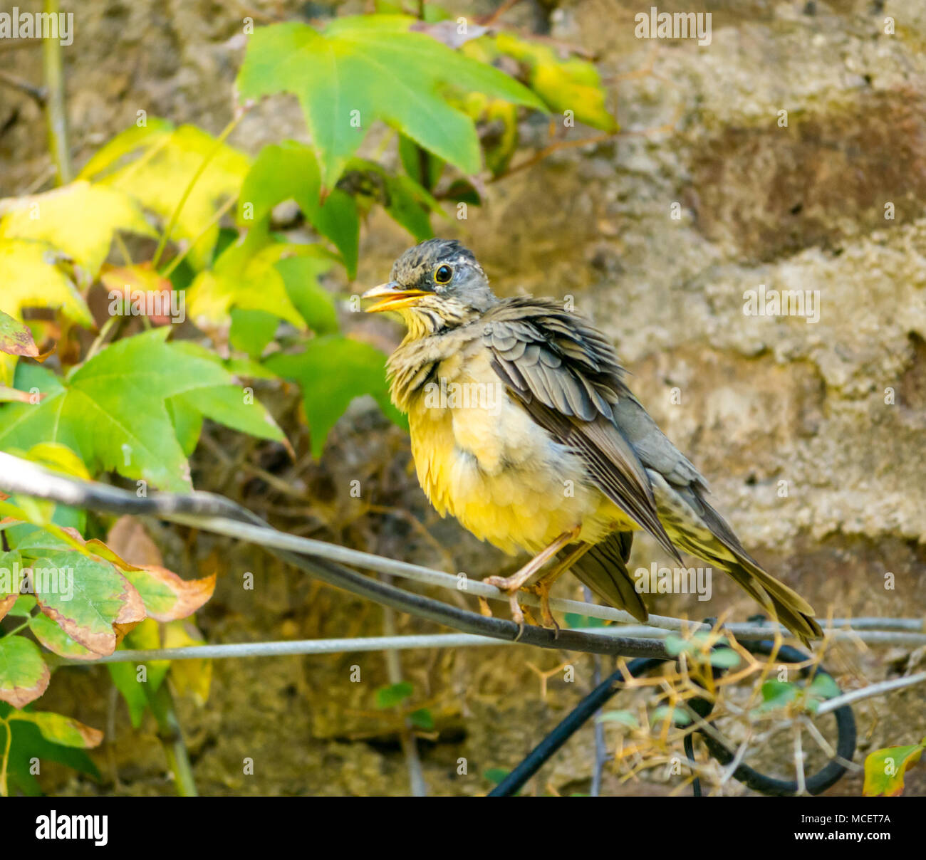 Austral thrush, Turdus falcklandii magellanicus, Magellan thrush, in a ...
