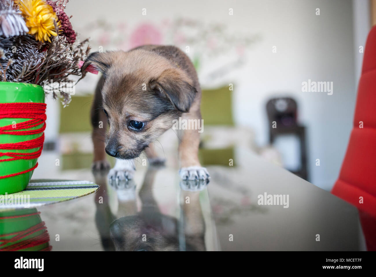 Cute puppy searching for something Stock Photo - Alamy