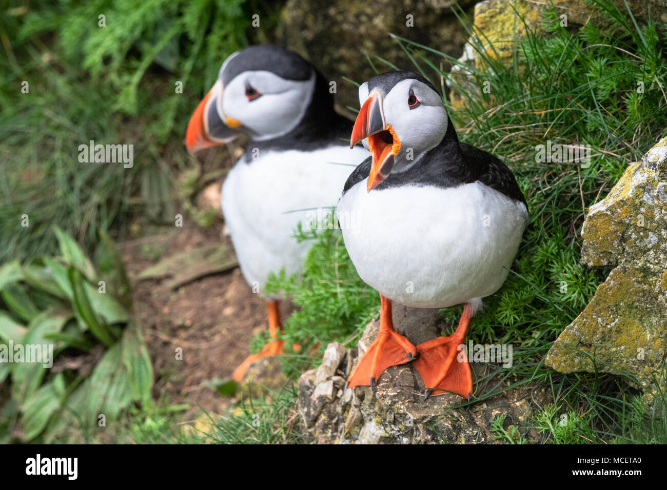 Two puffins on cliff edge mouth open Stock Photo - Alamy