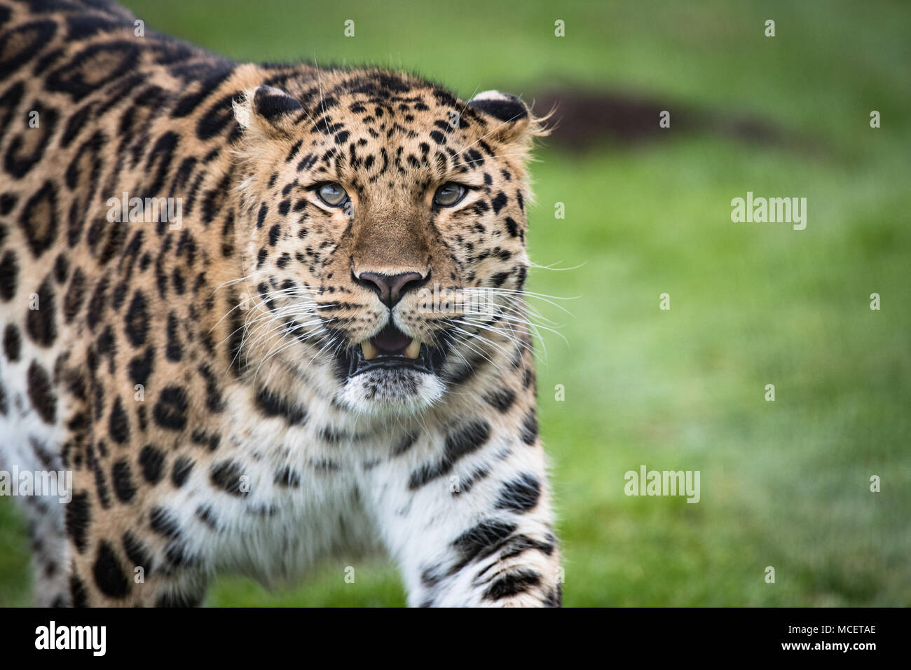 Leopard head hi-res stock photography and images - Alamy