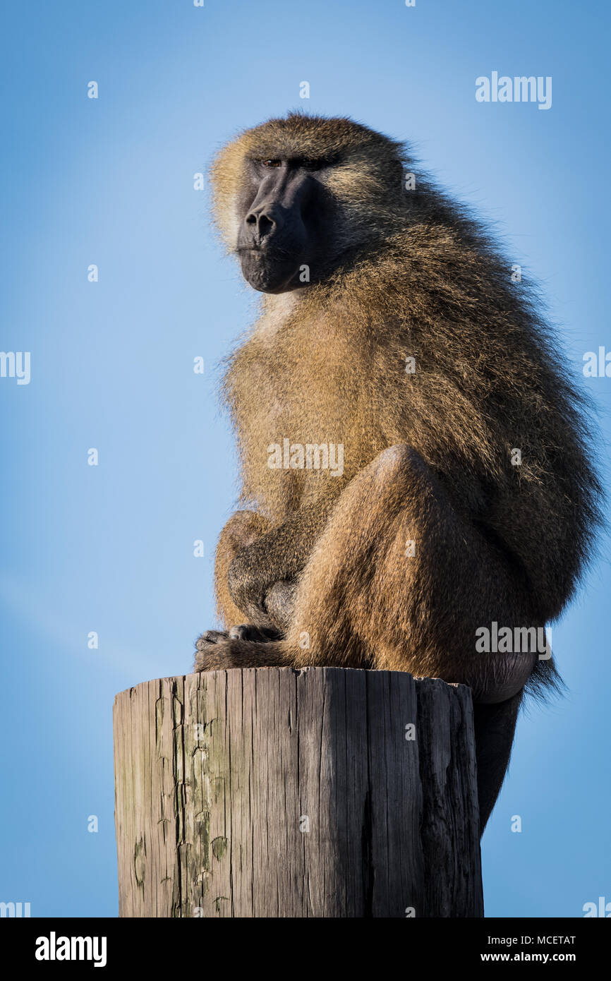 Baboon on post watching Stock Photo - Alamy