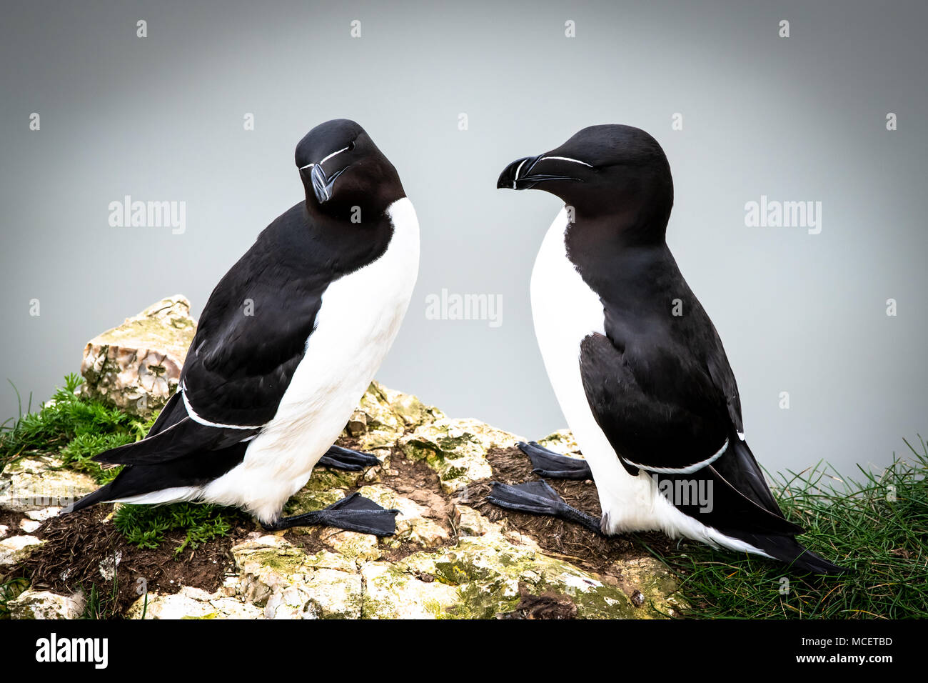 Razorbills mating hi-res stock photography and images - Alamy