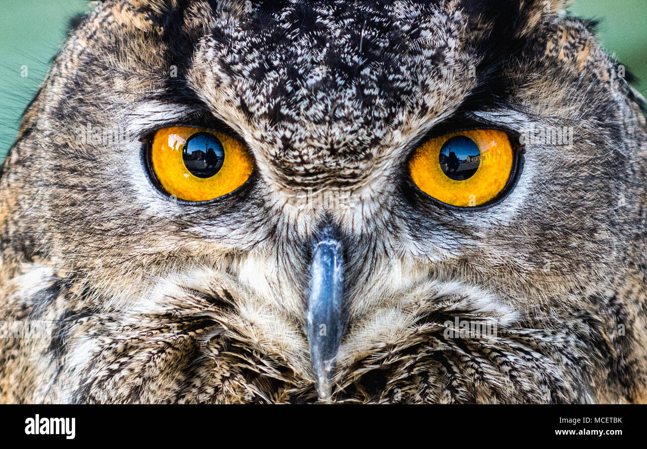 Owl yellow eyes hi-res stock photography and images - Alamy