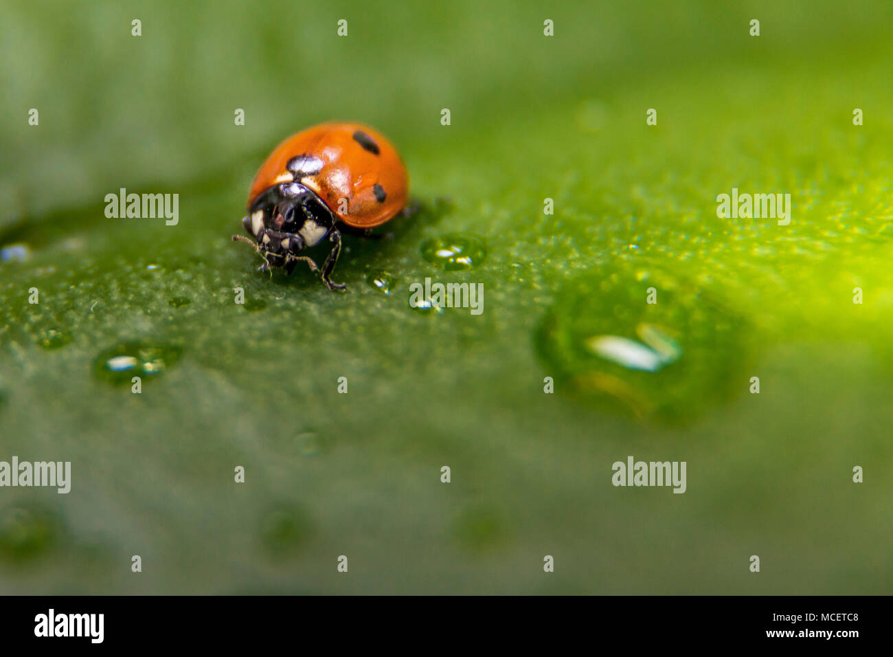 Ladybug surrounded by water drops, on a leaf Stock Photo - Alamy