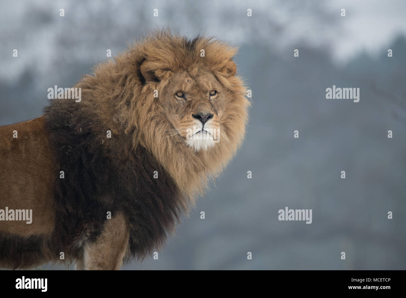 Big Male Lion watching Stock Photo - Alamy