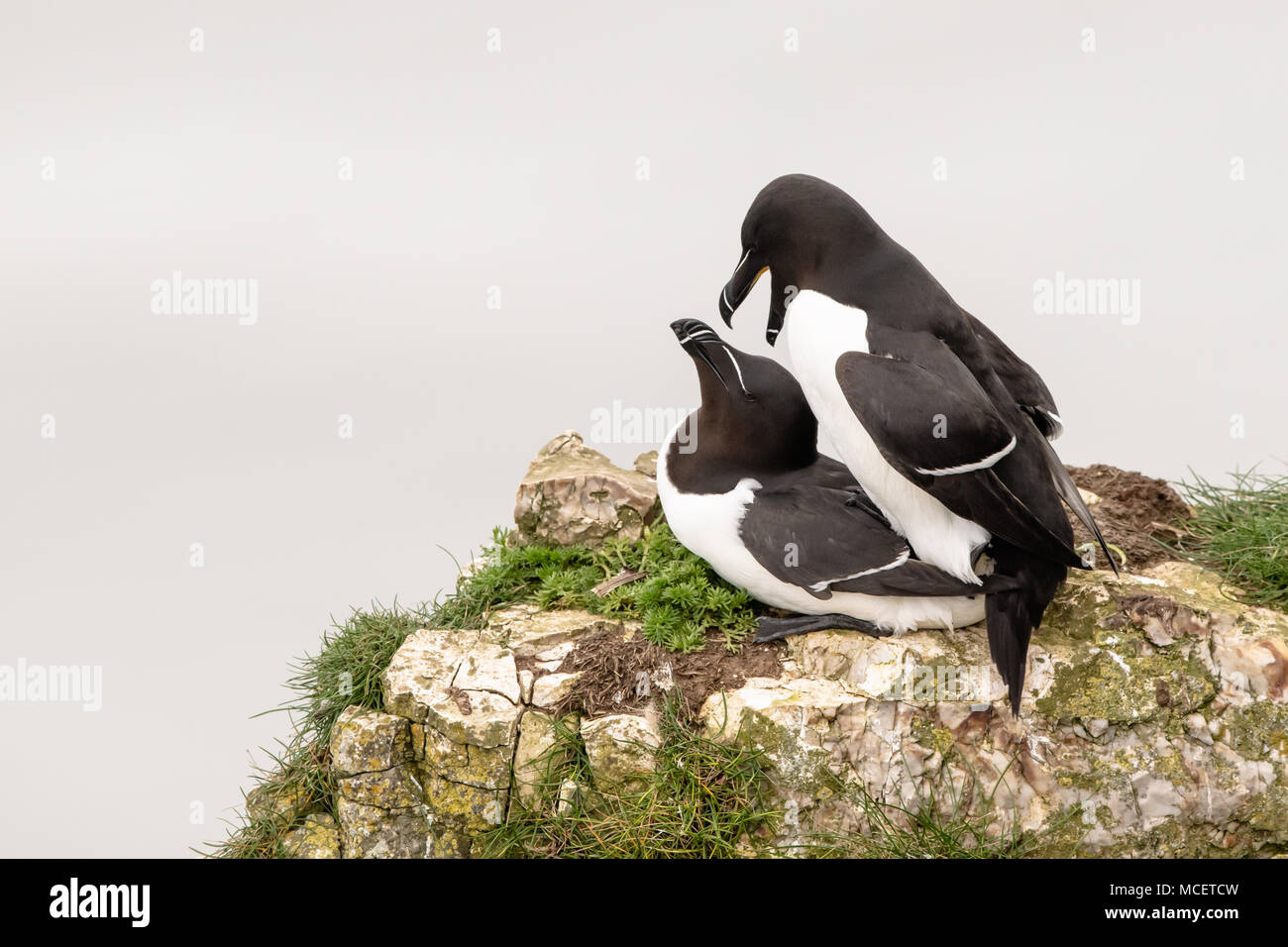 Razorbill Mating on cliff edge Stock Photo - Alamy