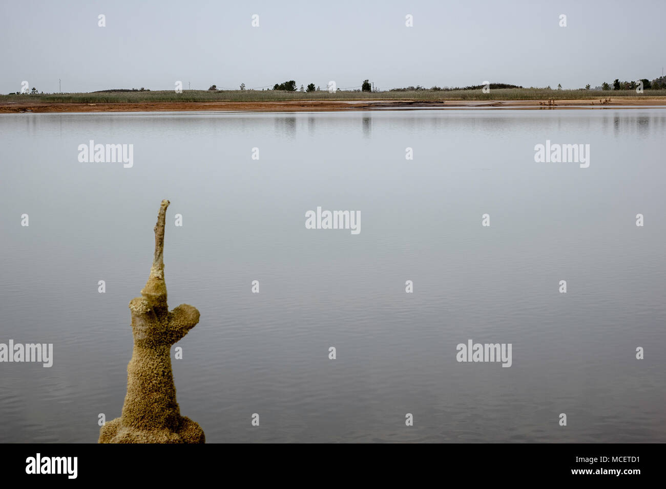 Tree trunk fossilized by the mineral Stock Photo - Alamy