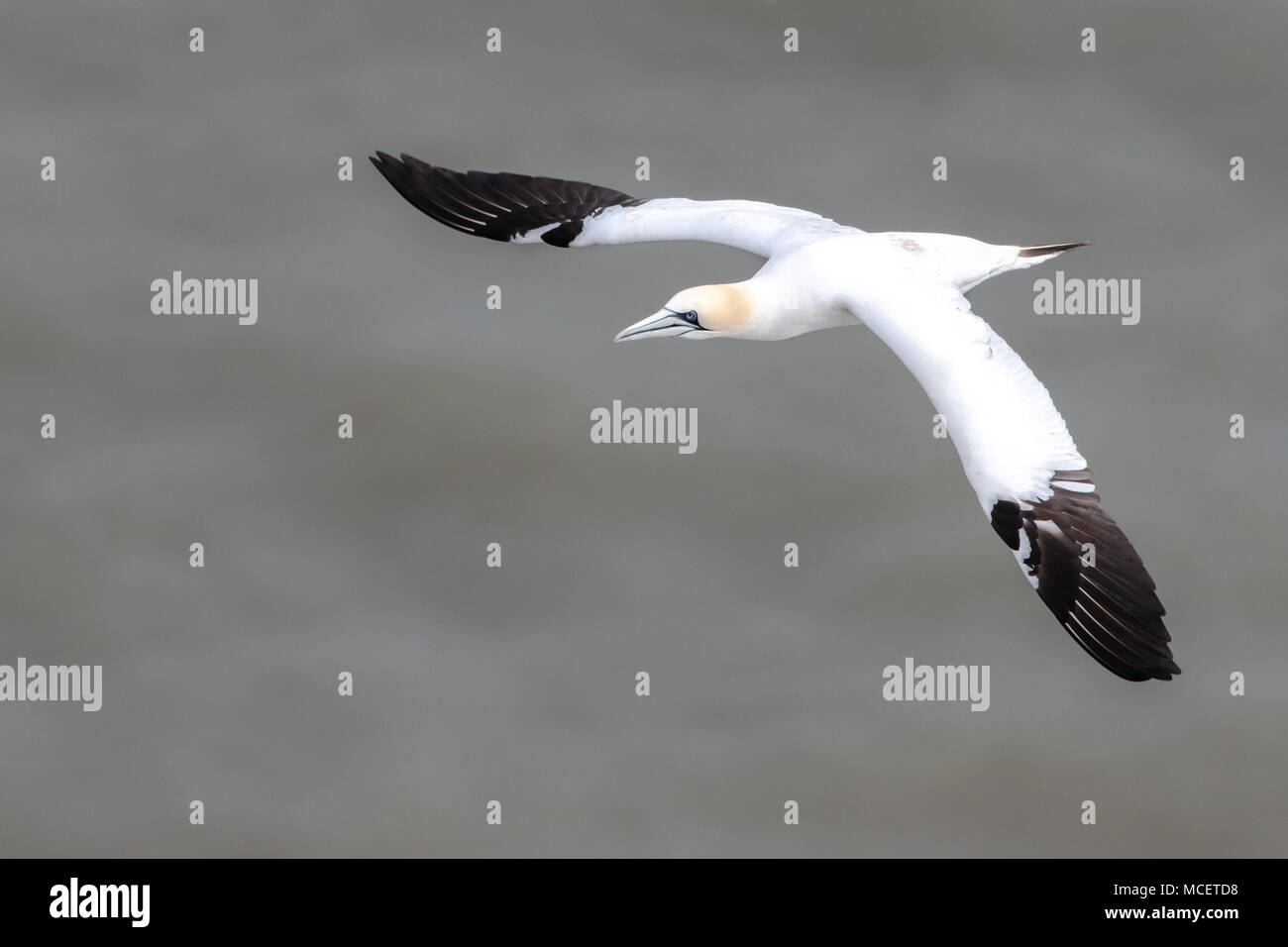 Flying gannet hi-res stock photography and images - Alamy