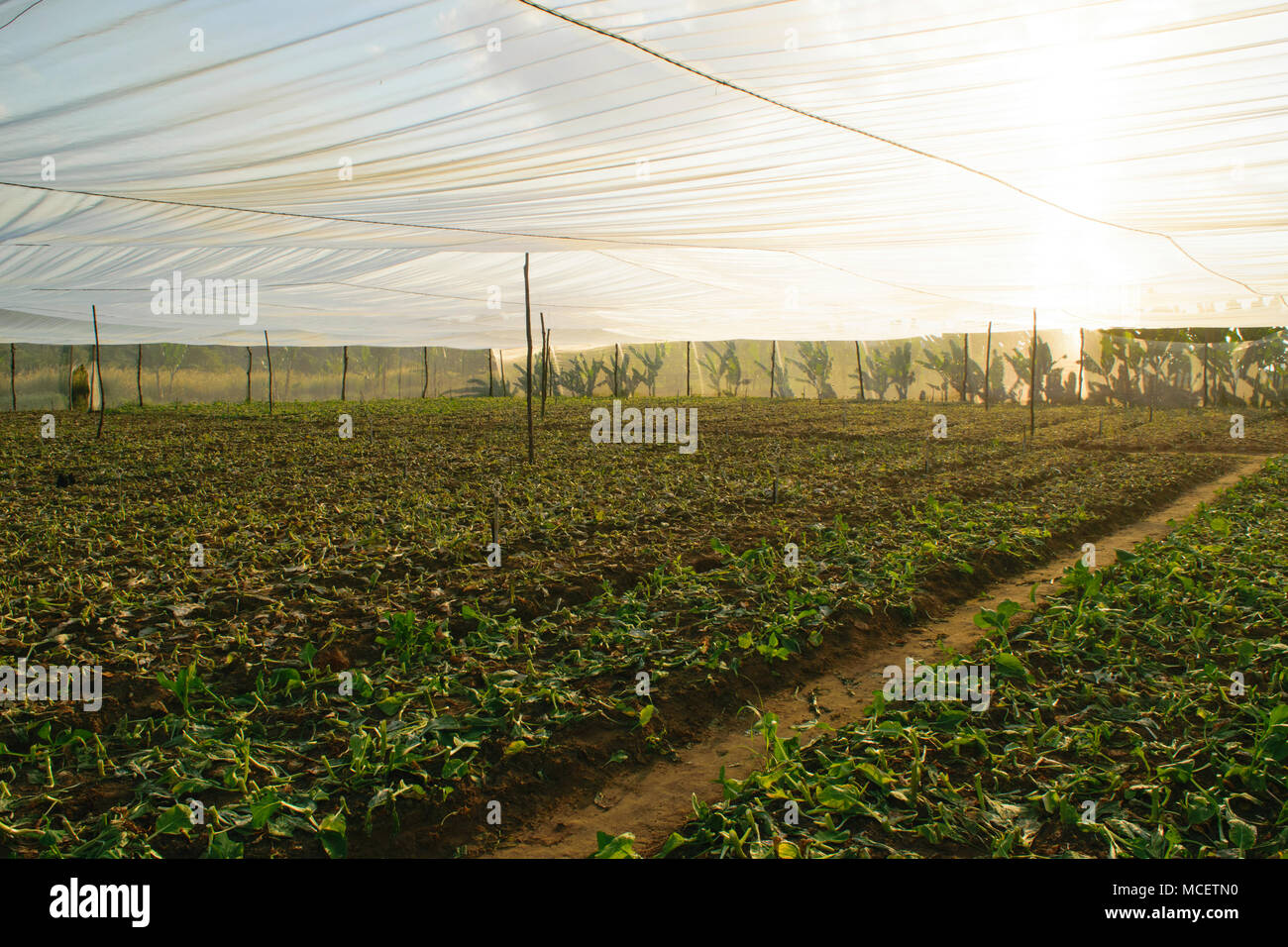 Vegetable plantations hi-res stock photography and images - Alamy