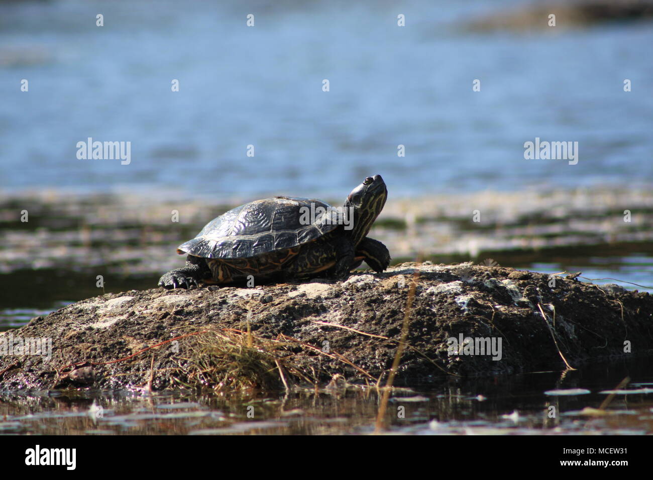 Painted Turtle on Sol's Lake, Gaetz Brook, Nova Scotia, Canada Stock ...