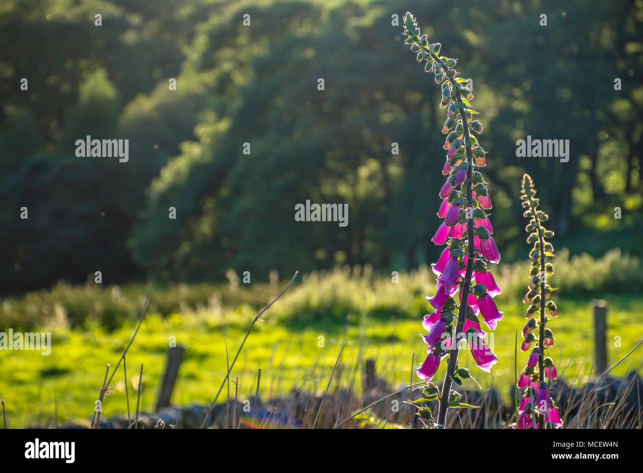 Lupins on meadow in Lake District National Park,Cumbria,Uk.British ...