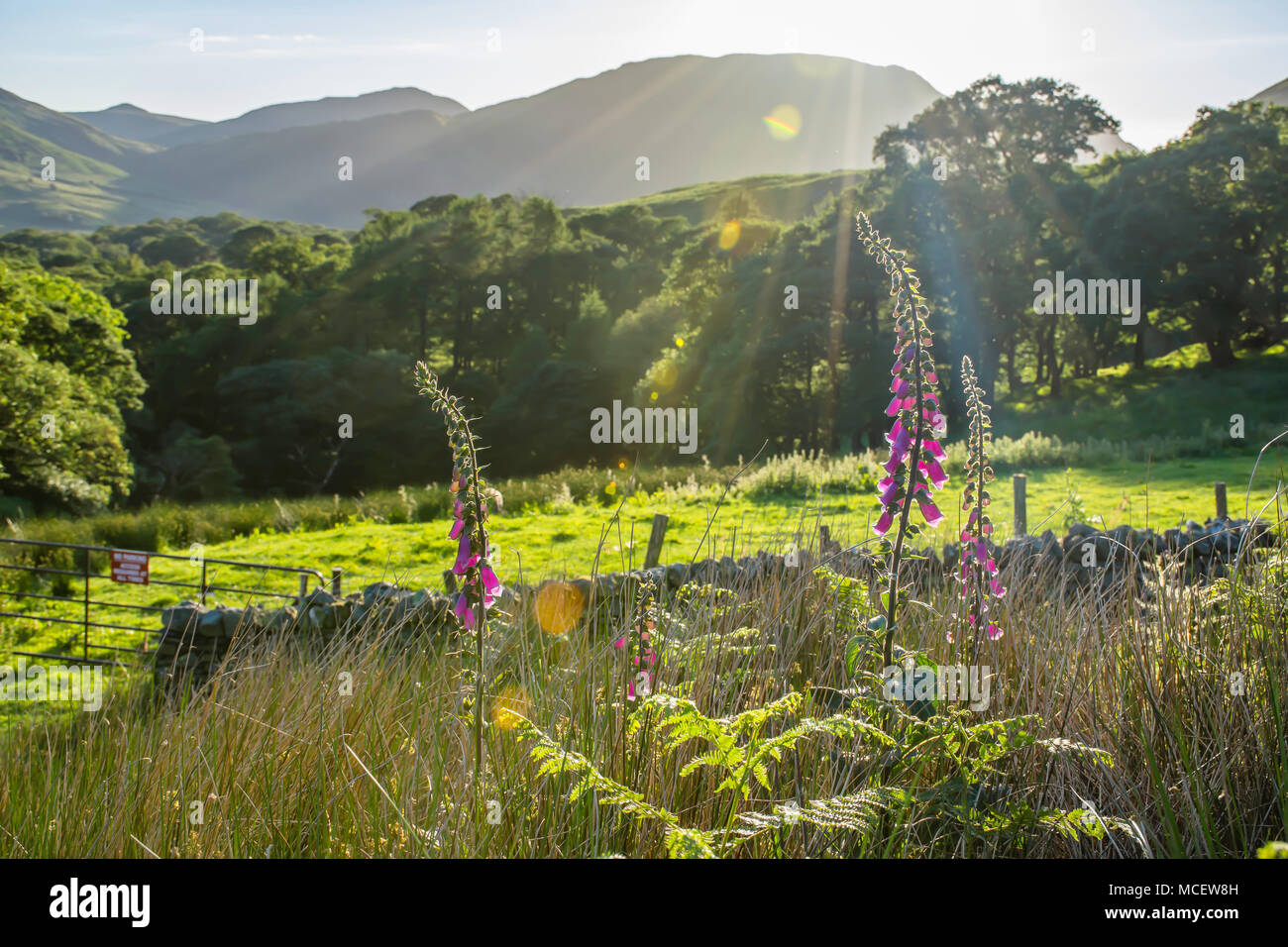 Lupins on meadow in Lake District National Park,Cumbria,Uk.British ...