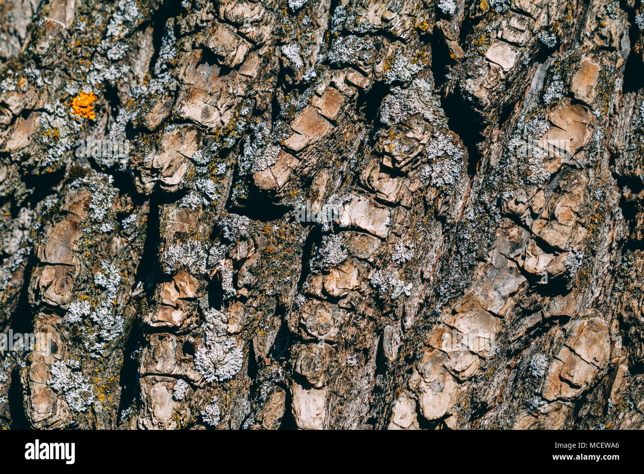 Full frame background of a texture of a tree bark. Macro photography Stock Photo - Alamy