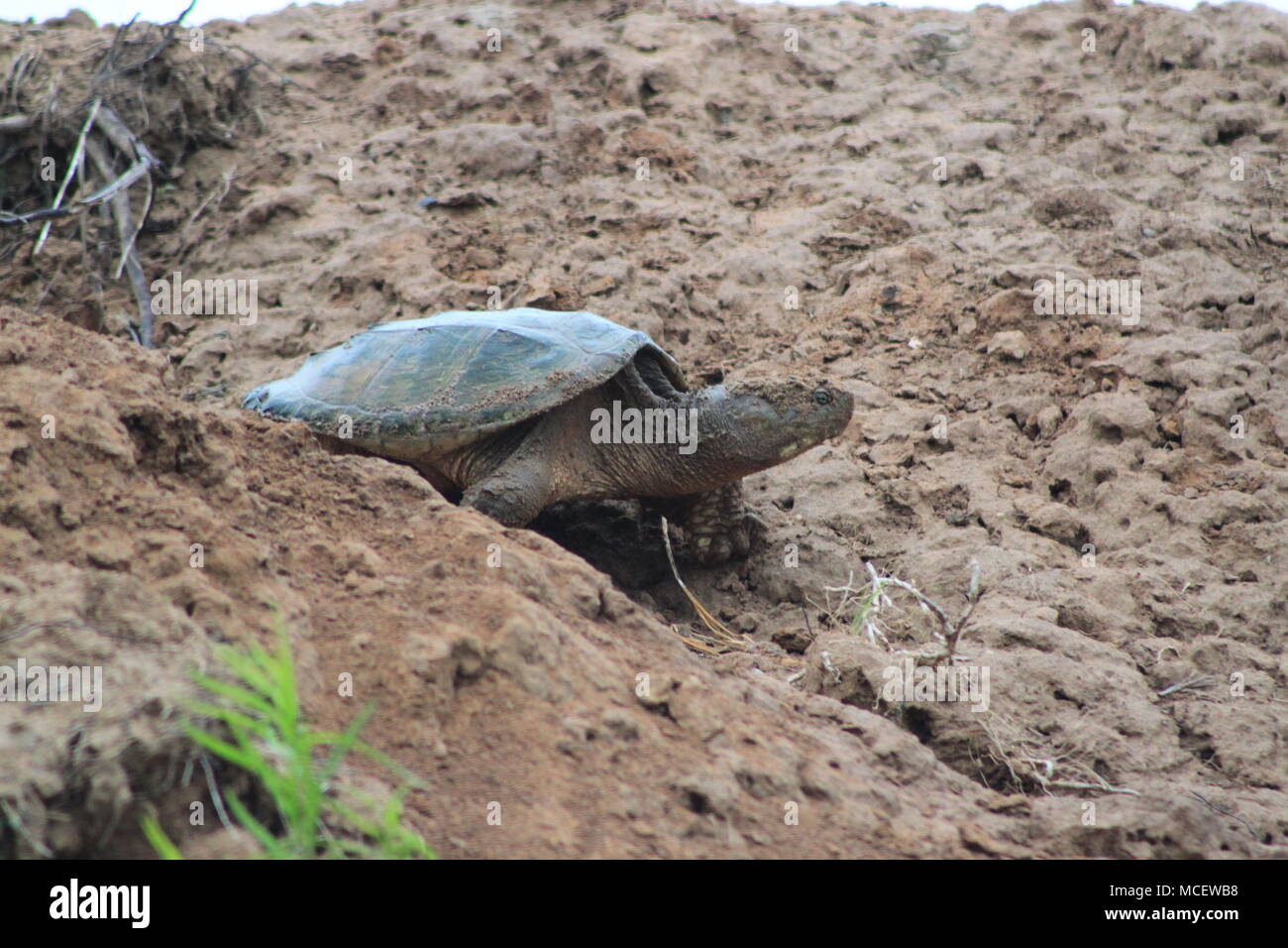Snapping turtle close hi-res stock photography and images - Alamy
