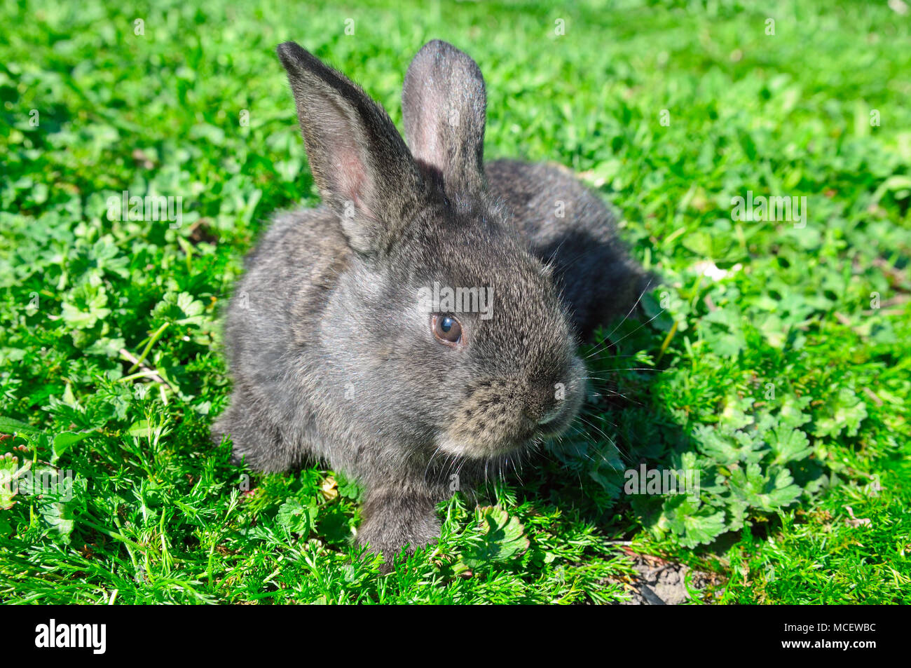 little rabbit on green grass background Stock Photo - Alamy