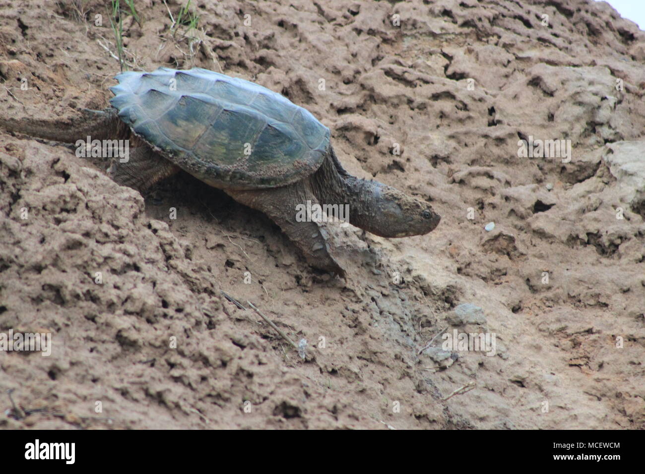 Snapping Turtle near Musquodoboit River, Meagher's Grant, Nova Scotia ...