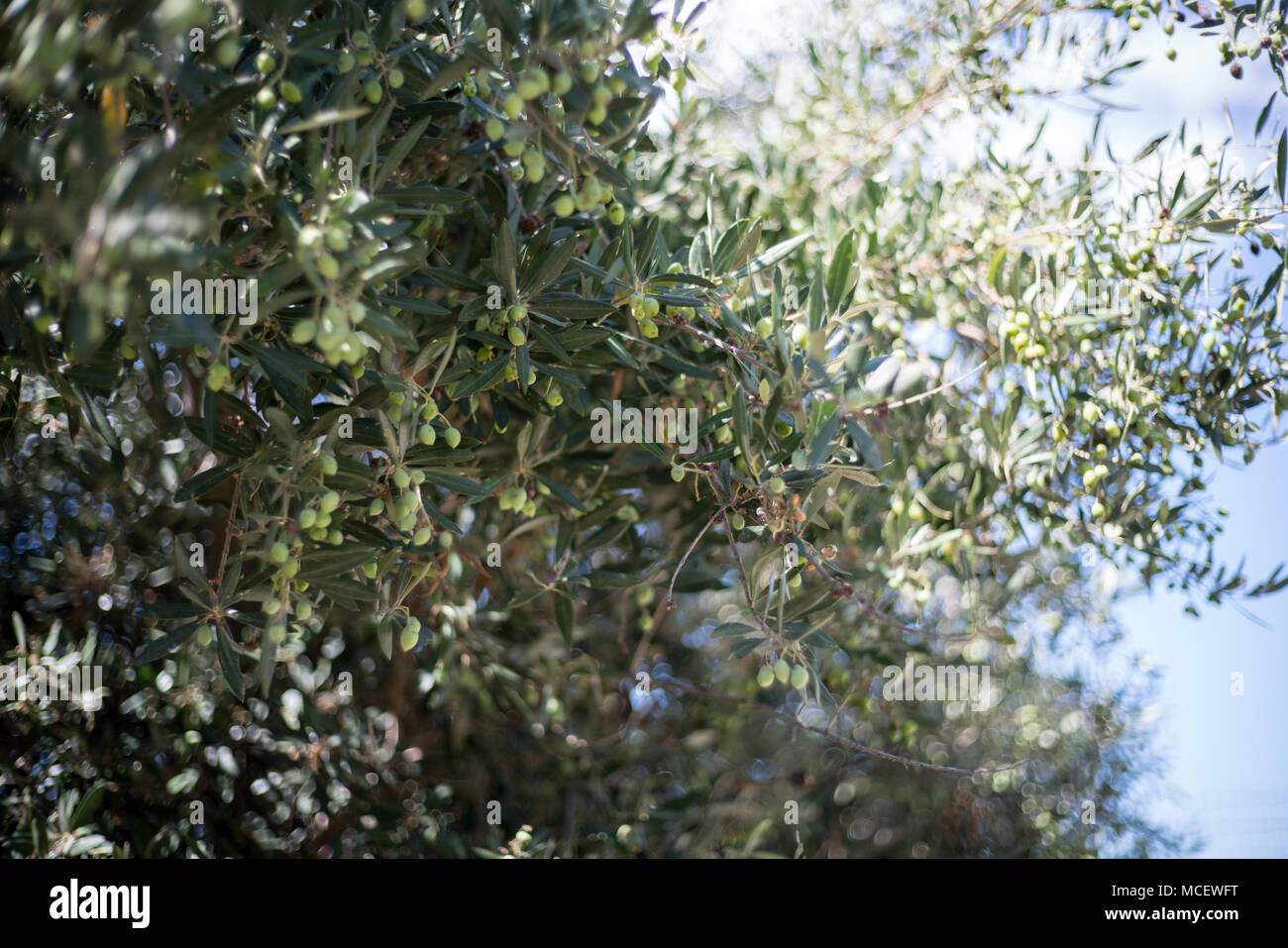 Greece olive branch hi-res stock photography and images - Alamy