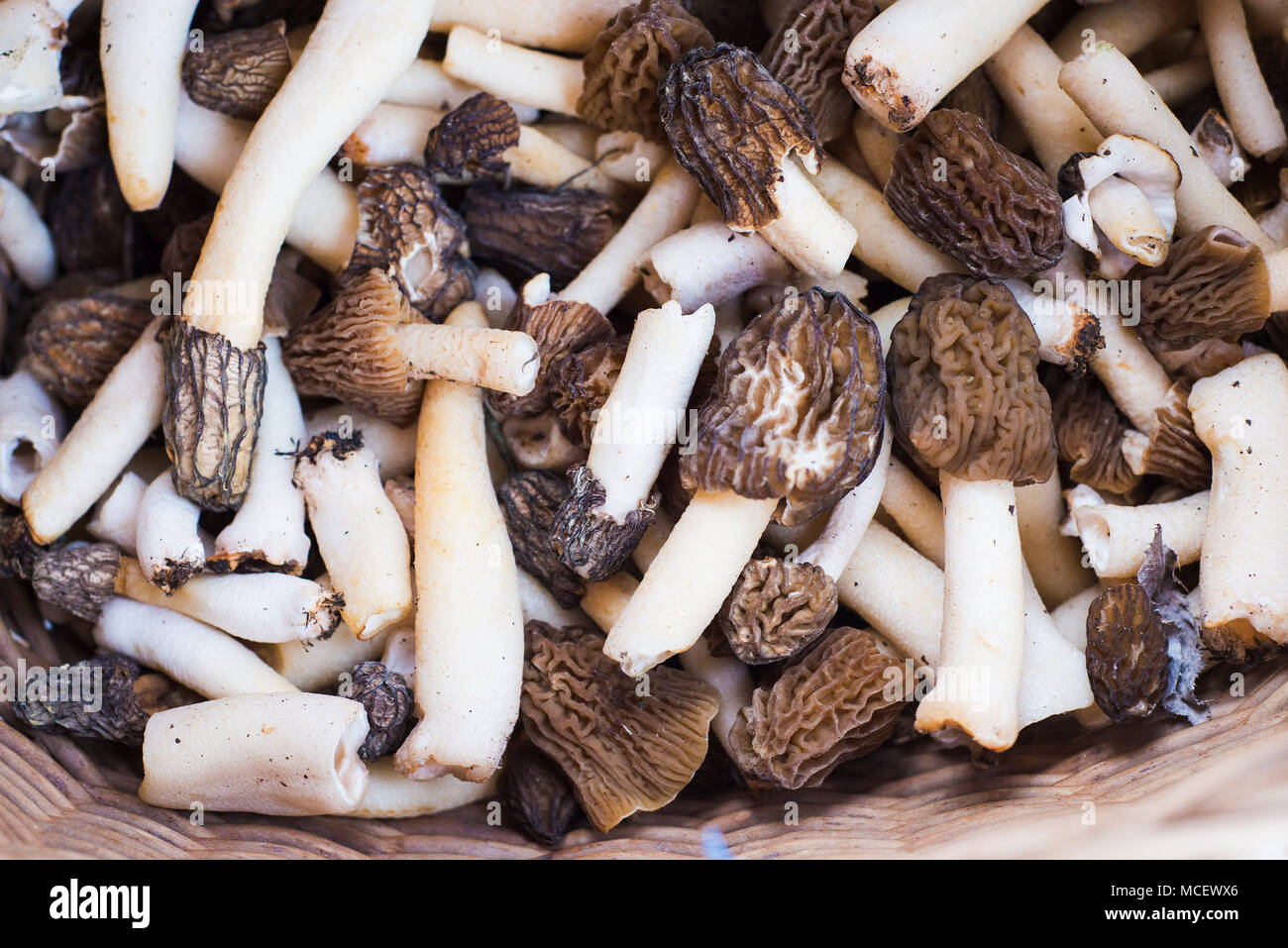 Ascomycota hi-res stock photography and images - Alamy