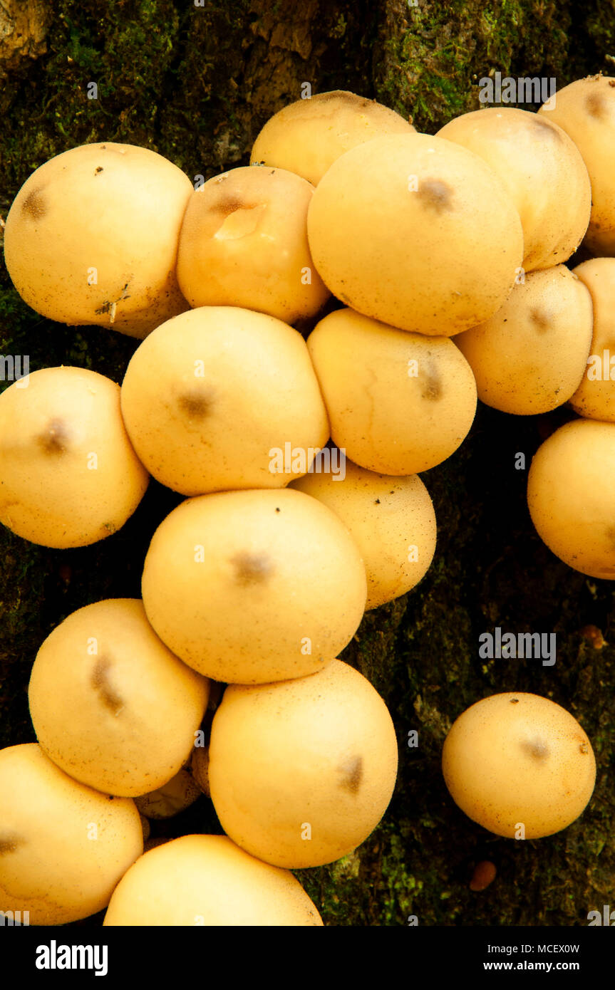 Blue blazed trail hi-res stock photography and images - Alamy