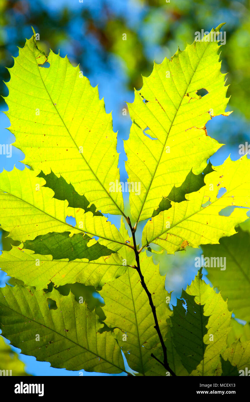 American Chestnut Tree Leaf