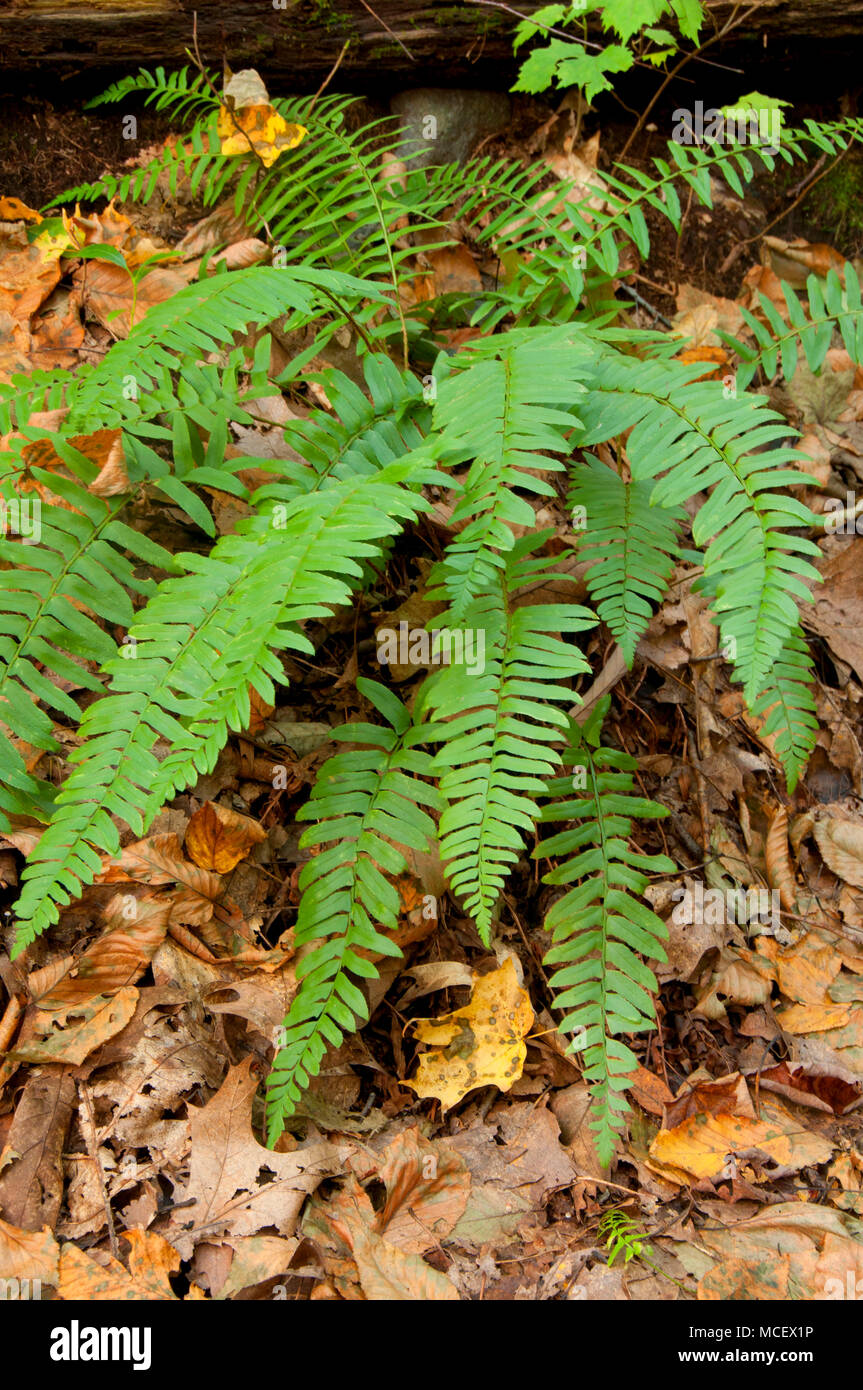 Mount riga state park connecticut hi-res stock photography and images ...