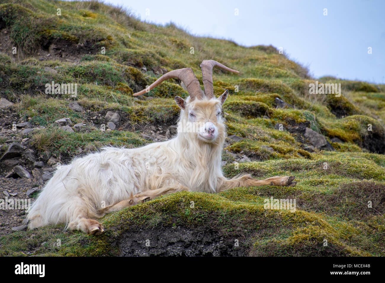 Kashmiri goat hi-res stock photography and images - Alamy