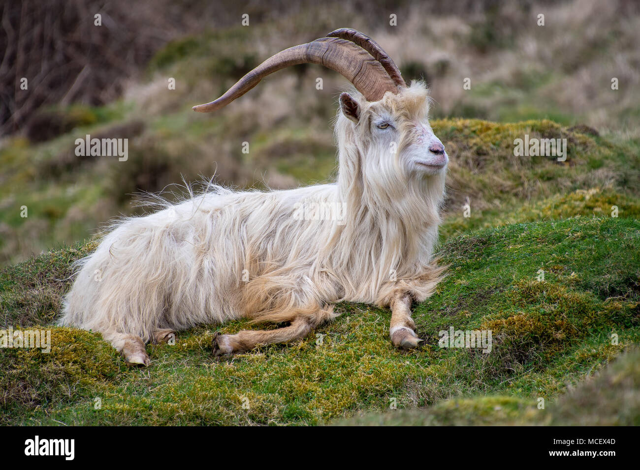 Wild Kashmiri Goat resting on a hill side Stock Photo - Alamy