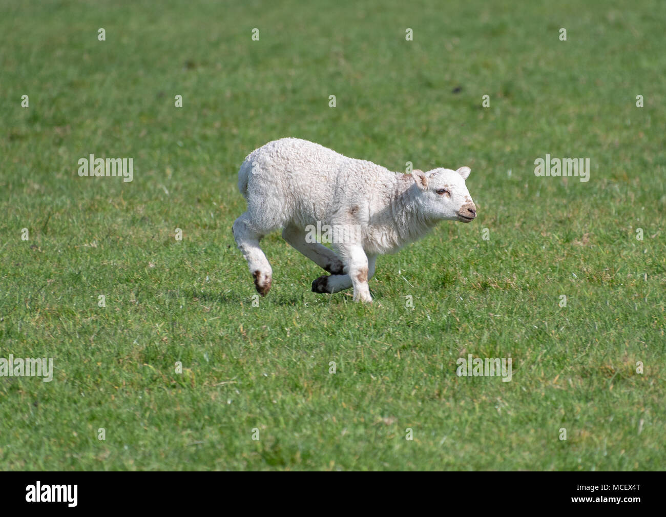 New baby lambs in a field Stock Photo - Alamy