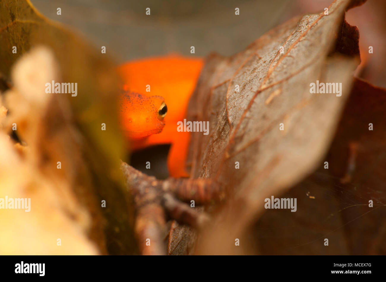 Red eft salamander and united states hi-res stock photography and ...