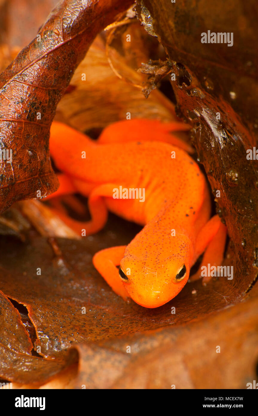 Red eft salamander and united states hi-res stock photography and ...