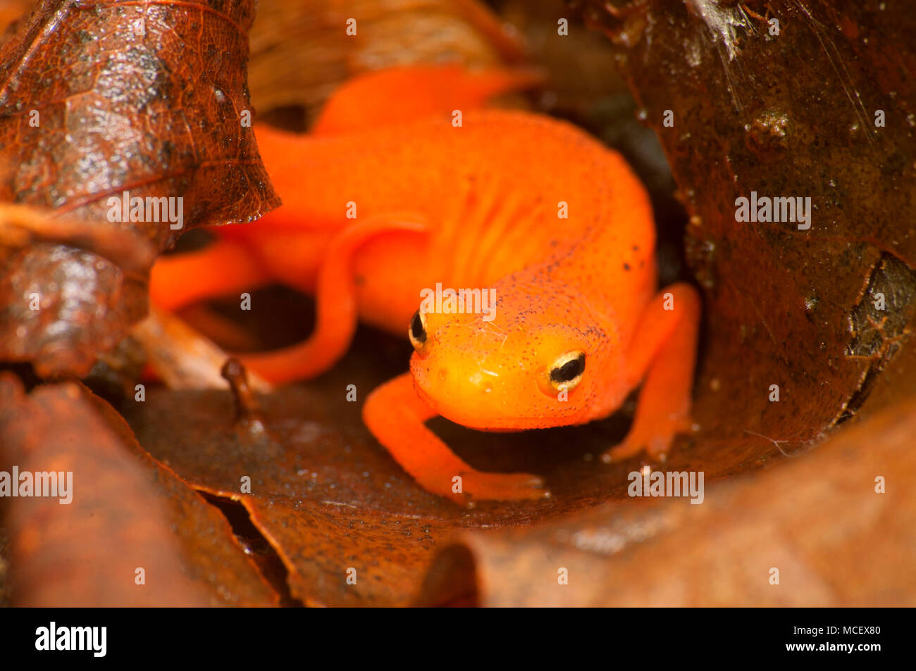 Red eft, Tunxis State Forest, Connecticut Stock Photo - Alamy