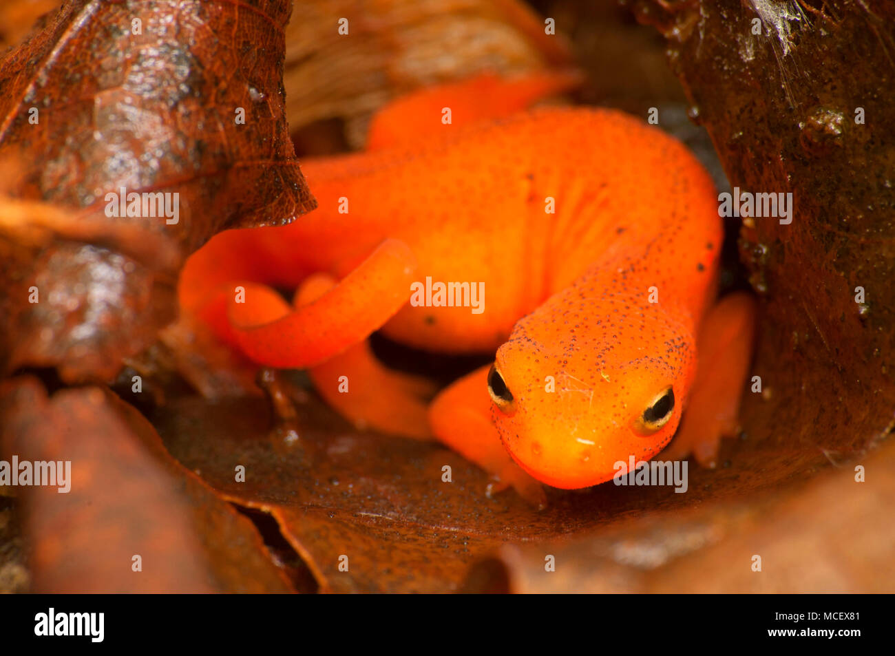 Red eft, Tunxis State Forest, Connecticut Stock Photo - Alamy