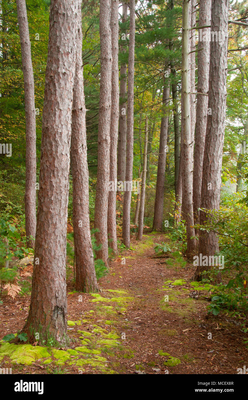 Hiking trail, Great Pond State Forest, Connecticut Stock Photo - Alamy
