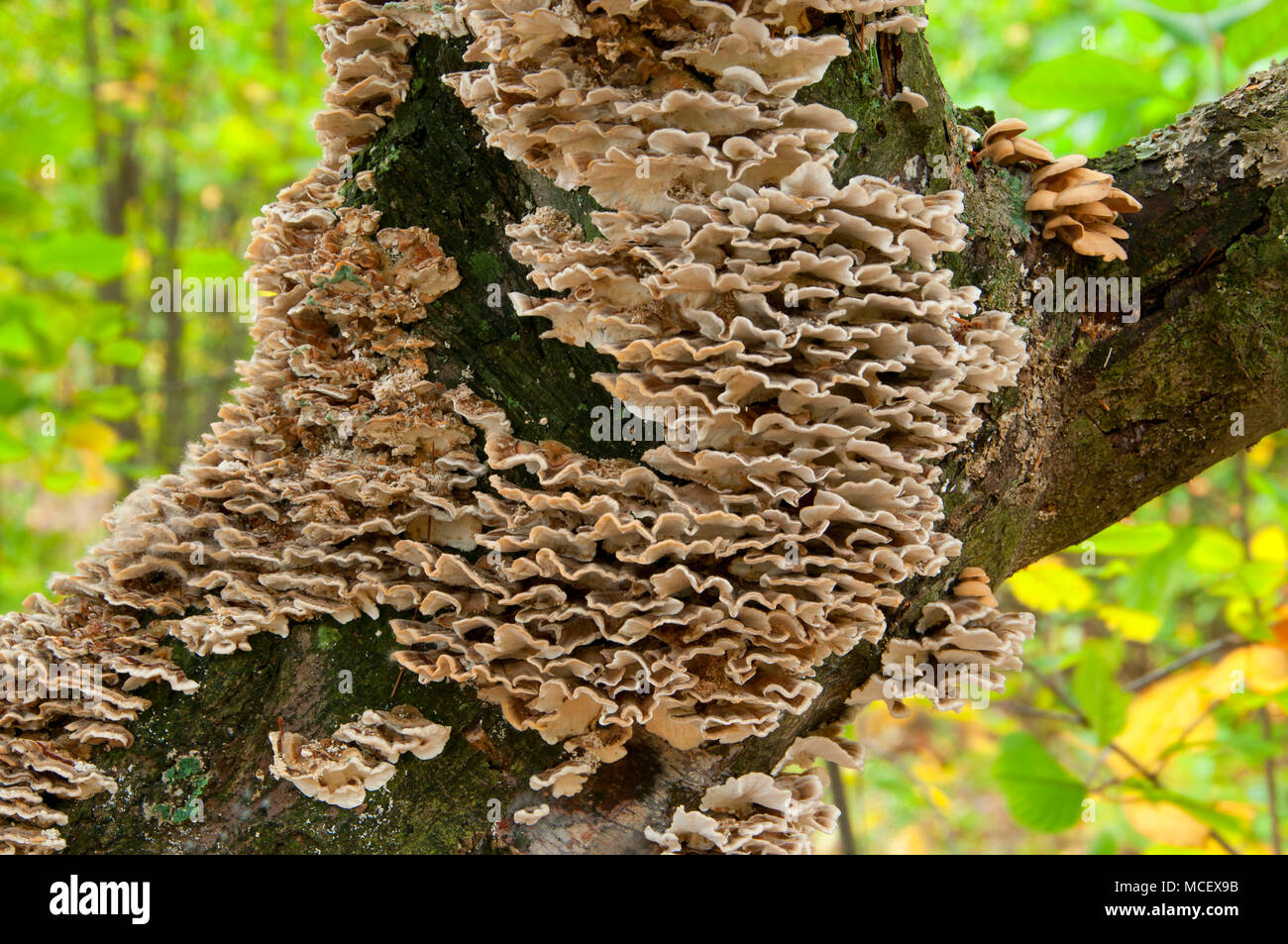 Fungi, Great Pond State Forest, Connecticut Stock Photo - Alamy