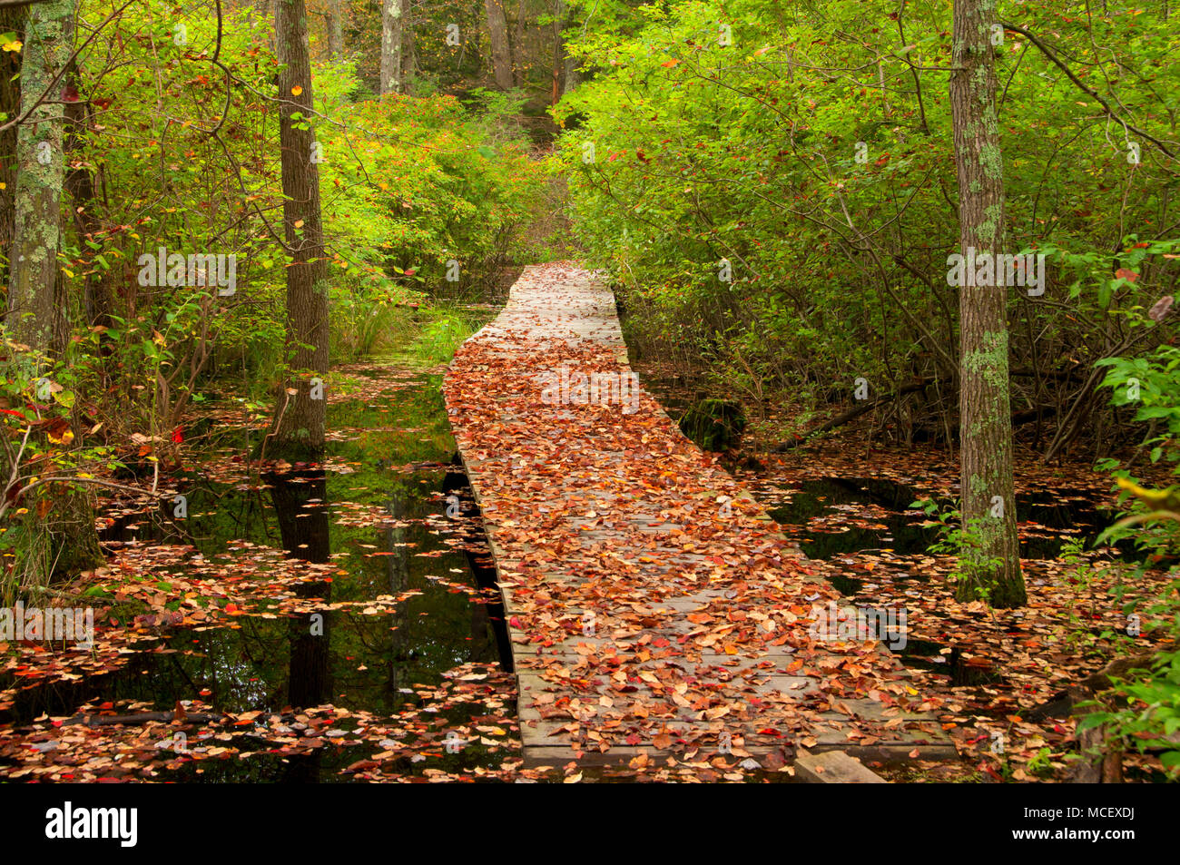 Swamp boardwalk, Great Pond State Forest, Connecticut Stock Photo - Alamy