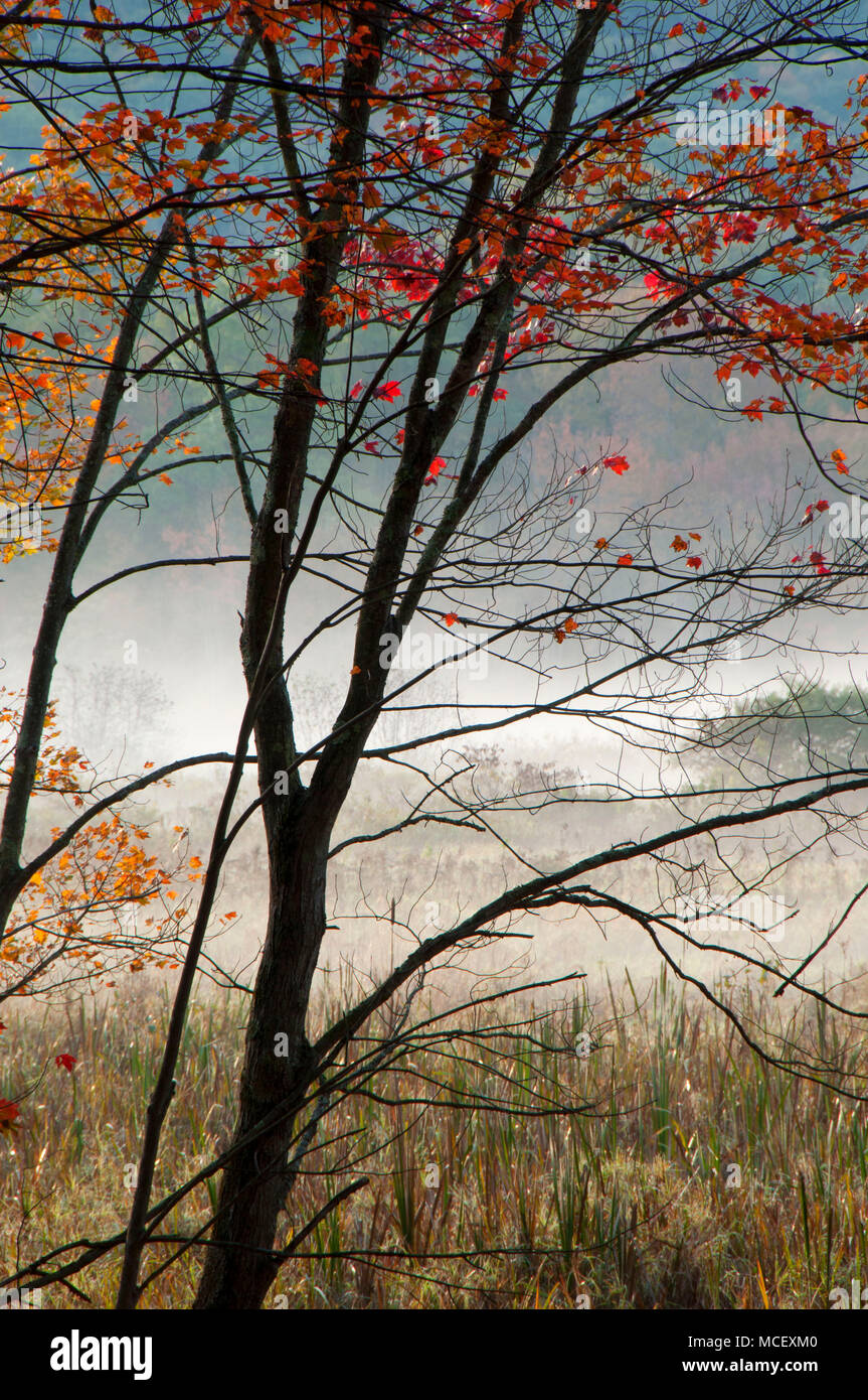 Swamp maple hi-res stock photography and images - Alamy