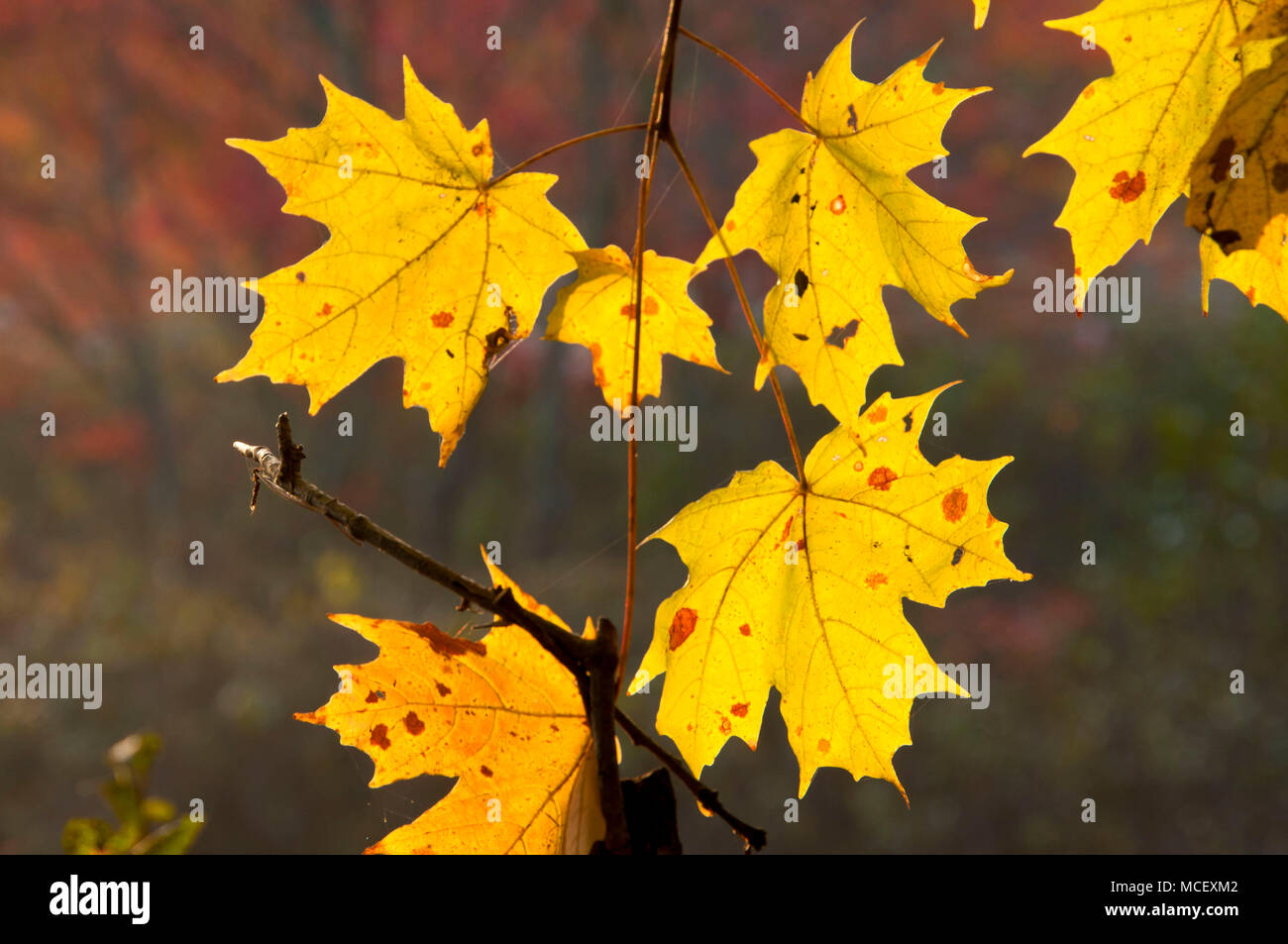 Sugar maple (Acer saccharum) leaves, Shade Swamp Sanctuary, Connecticut ...