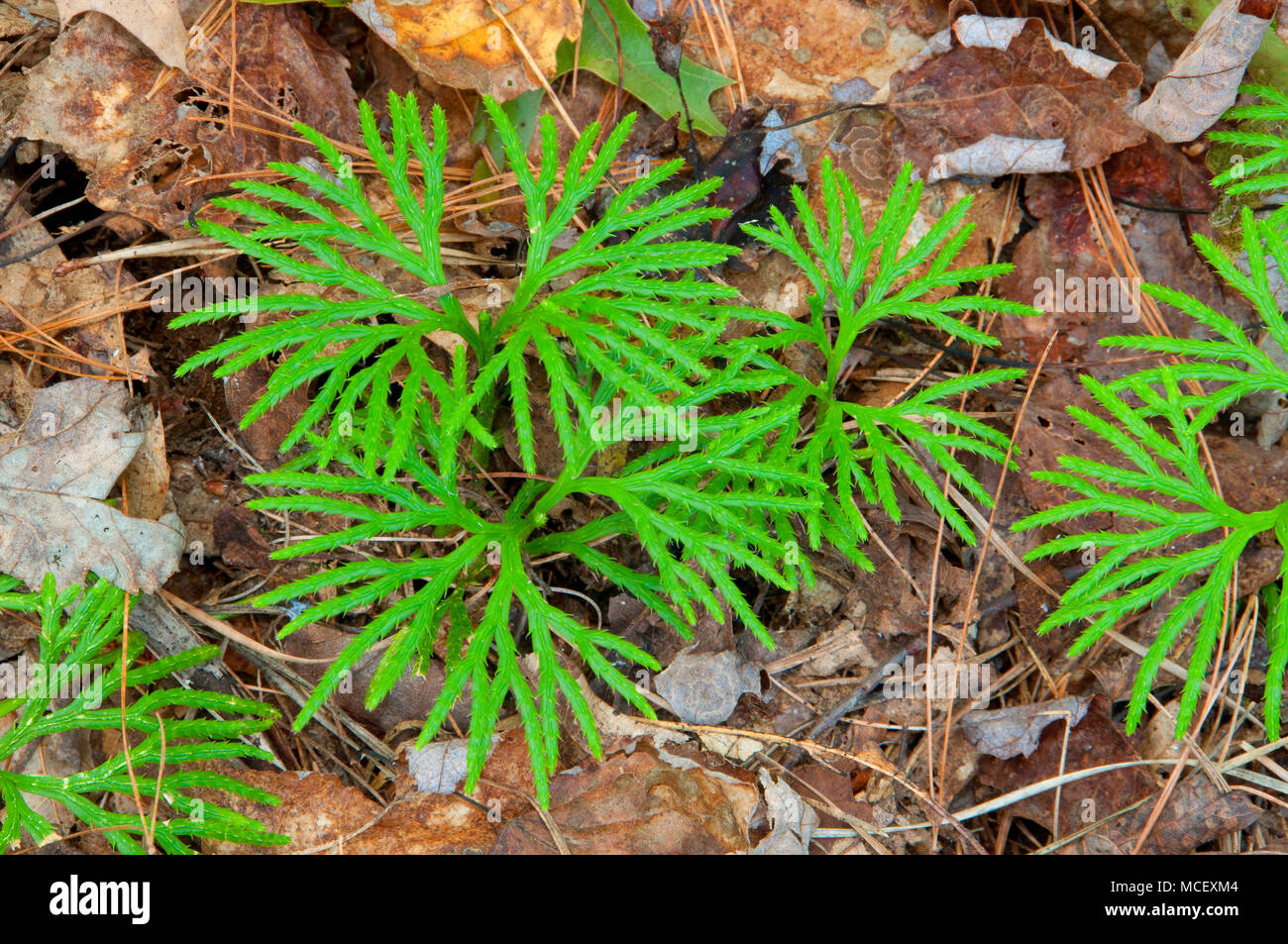 Club Moss Trailing