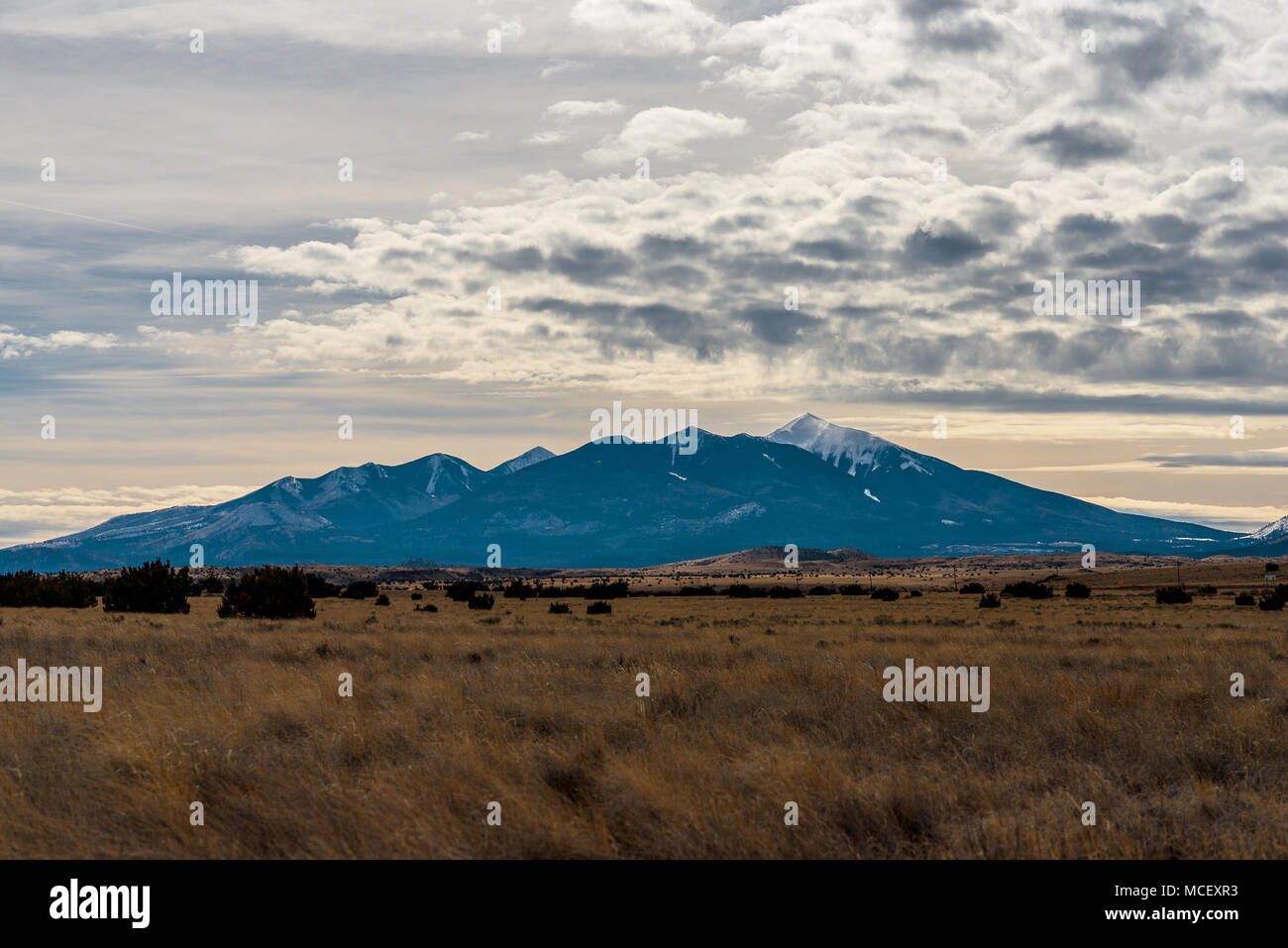 Flagstaff arizona pine trees hi-res stock photography and images - Alamy