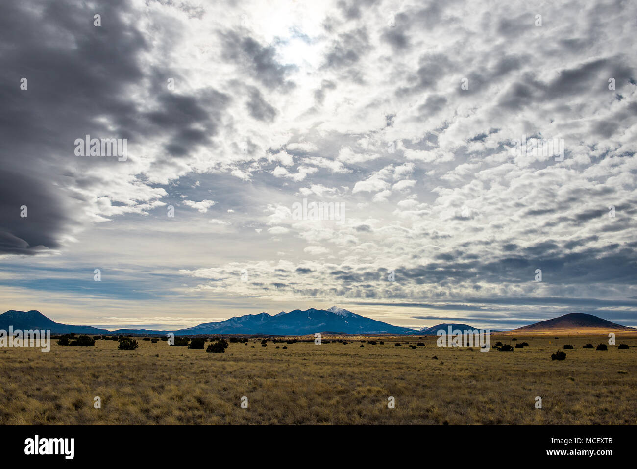 Flagstaff arizona pine trees hi-res stock photography and images - Alamy