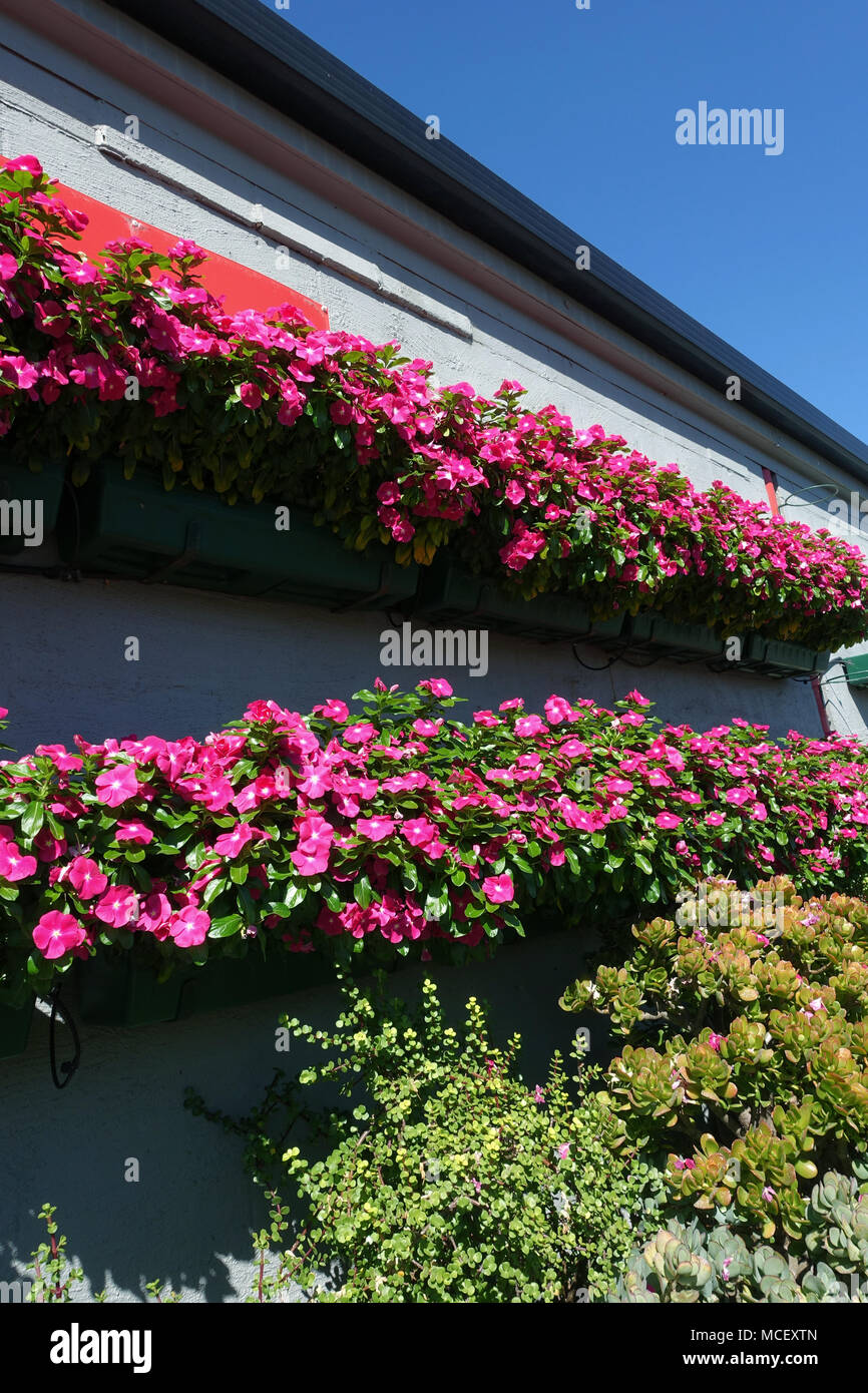 Beautiful display of flowers hi-res stock photography and images - Alamy