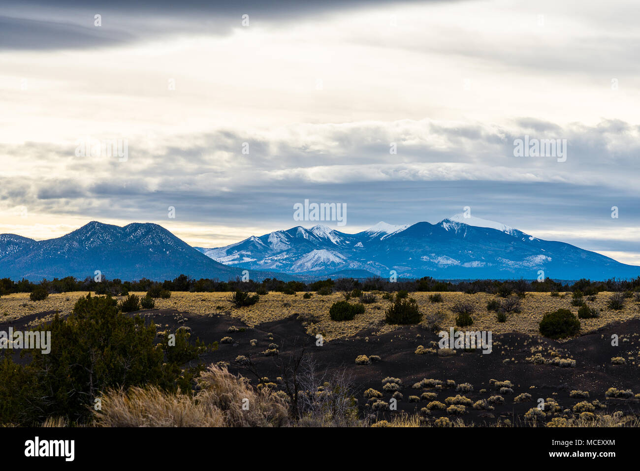 Flagstaff arizona pine trees hi-res stock photography and images - Alamy