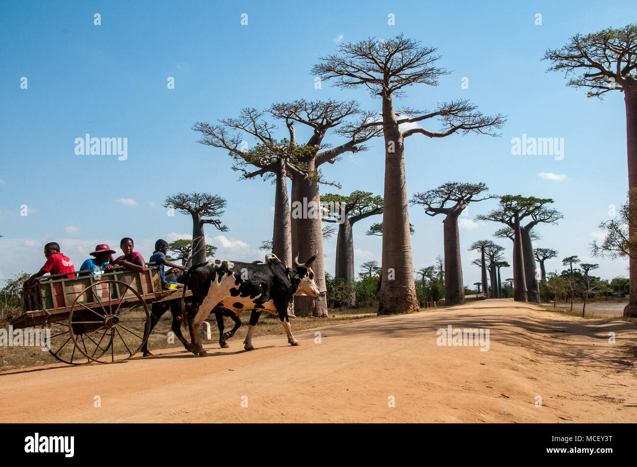 The giant baobabs on the famous Allee des Baobabs in Morondava ...