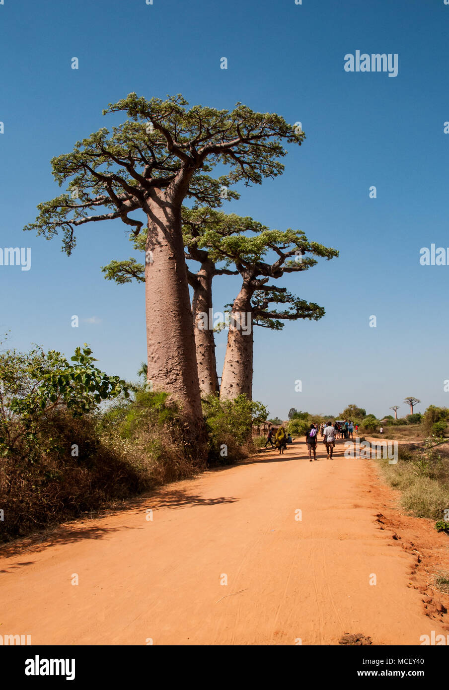 The giant baobabs on the famous Allee des Baobabs in Morondava ...