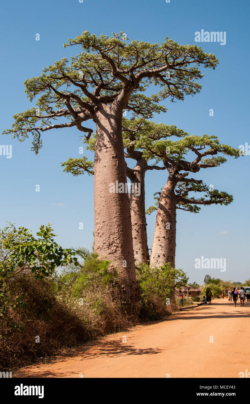The giant baobabs on the famous Allee des Baobabs in Morondava ...
