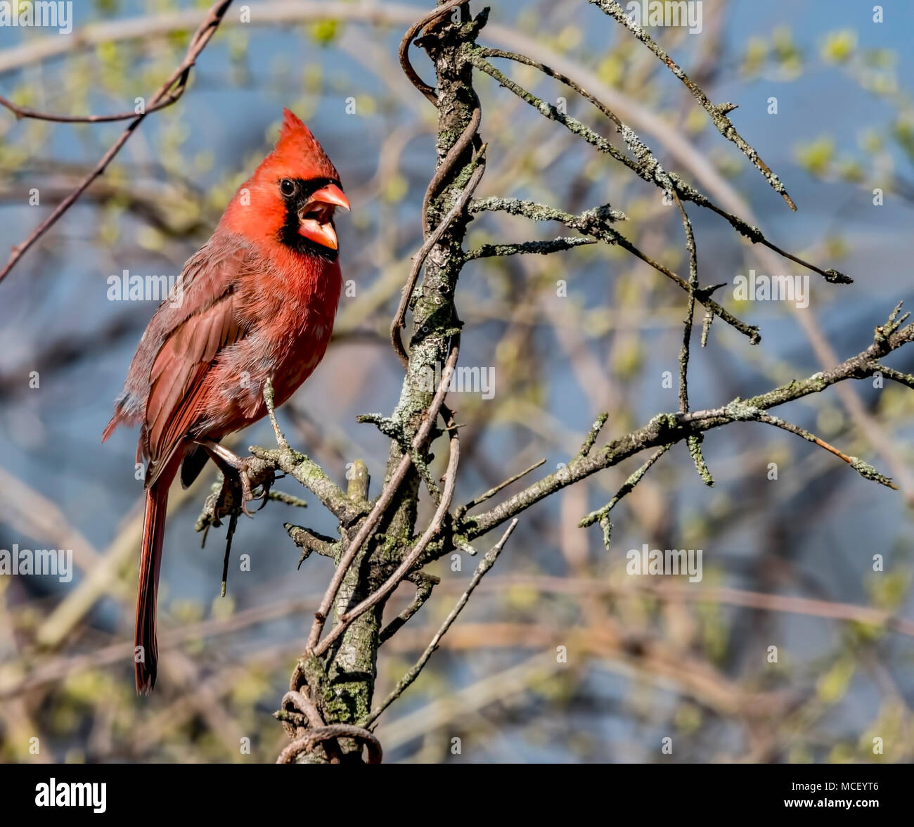 A northern cardinal yelling No Pictures Allowed Stock Photo - Alamy