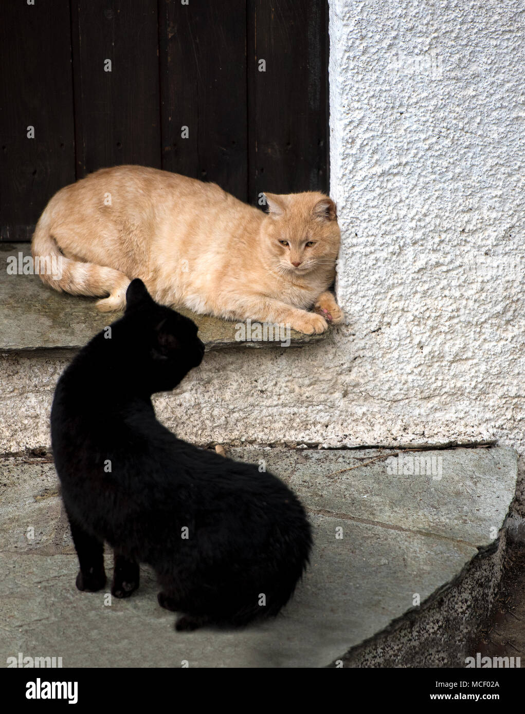 Two adorable cats playing together. Cats outdoor Stock Photo - Alamy